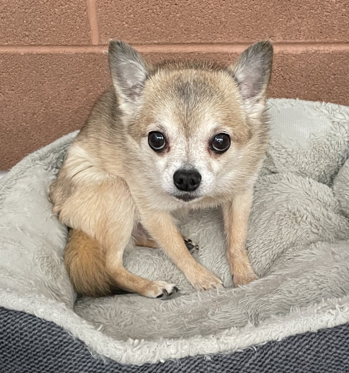 ‘The Dogs of Aspen’ series benefits Aspen Animal Shelter | AspenTimes.com